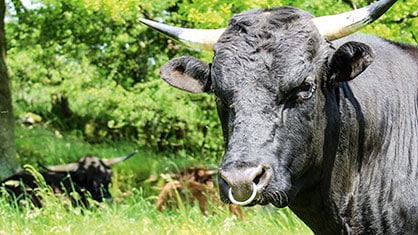 Neue alte heilige Kuh? | ROLLING PIN Magazin